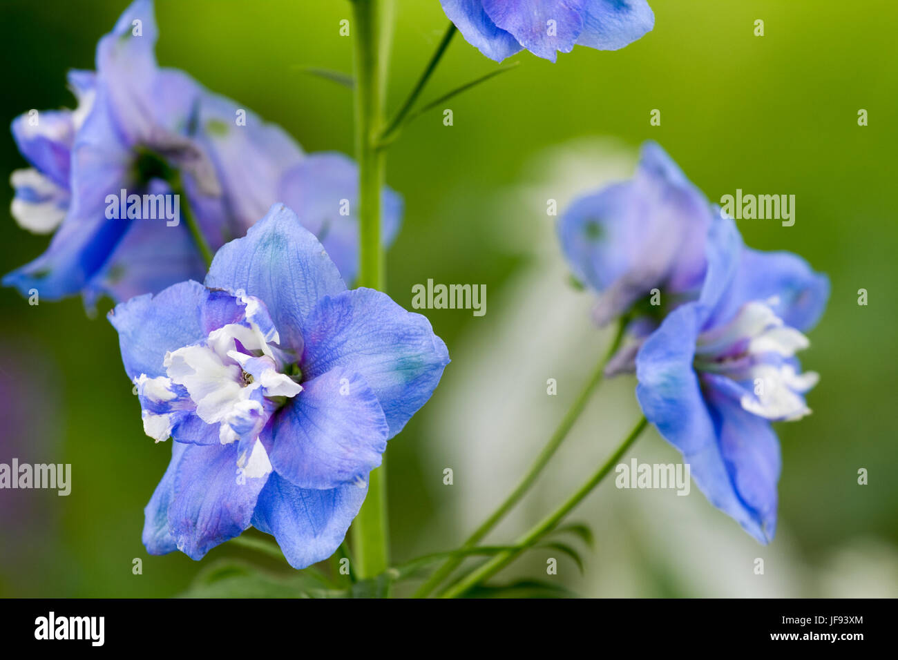 Delphinium hybrid hi-res stock photography and images - Alamy
