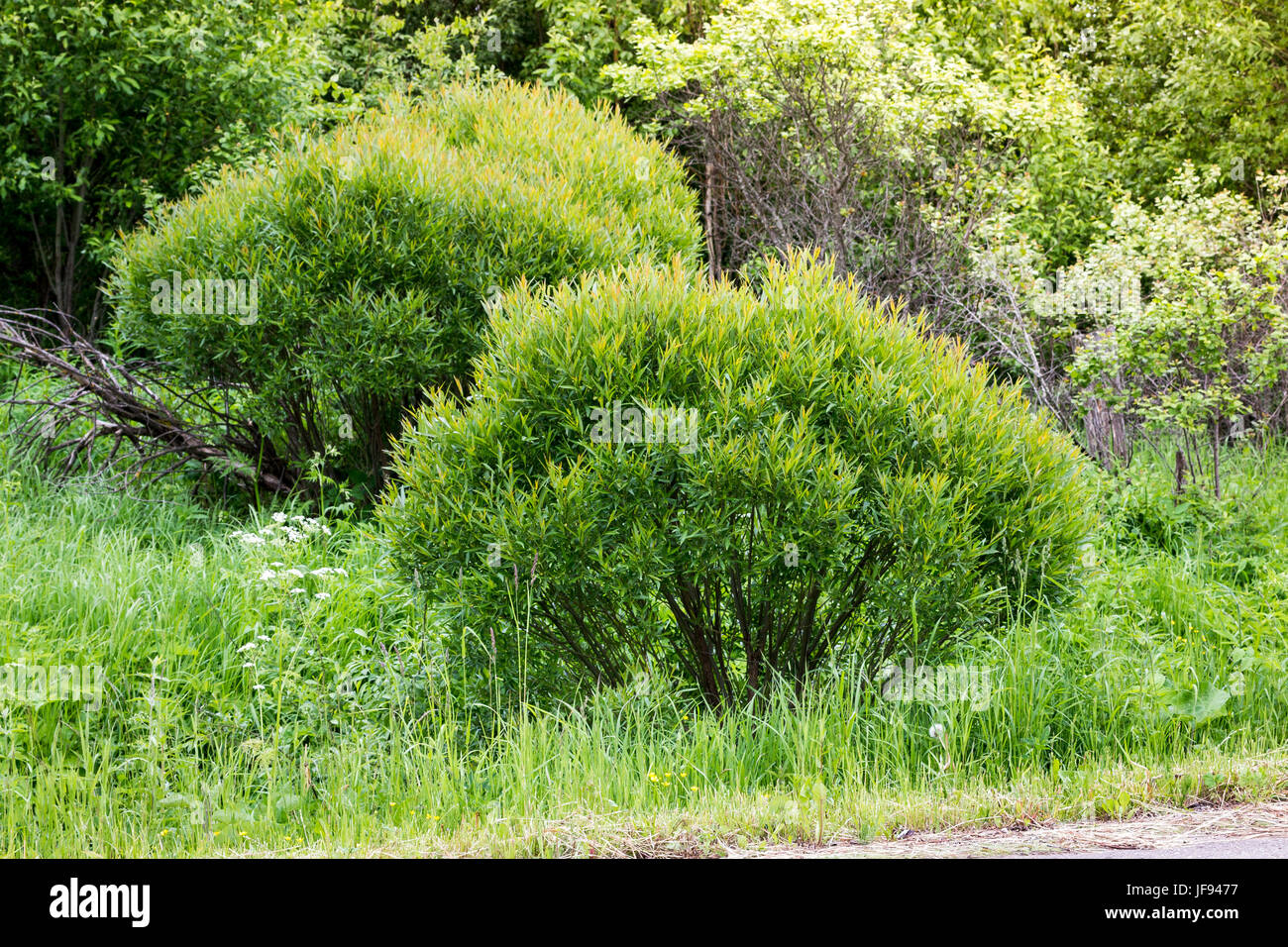 Willow thicket hi-res stock photography and images - Alamy