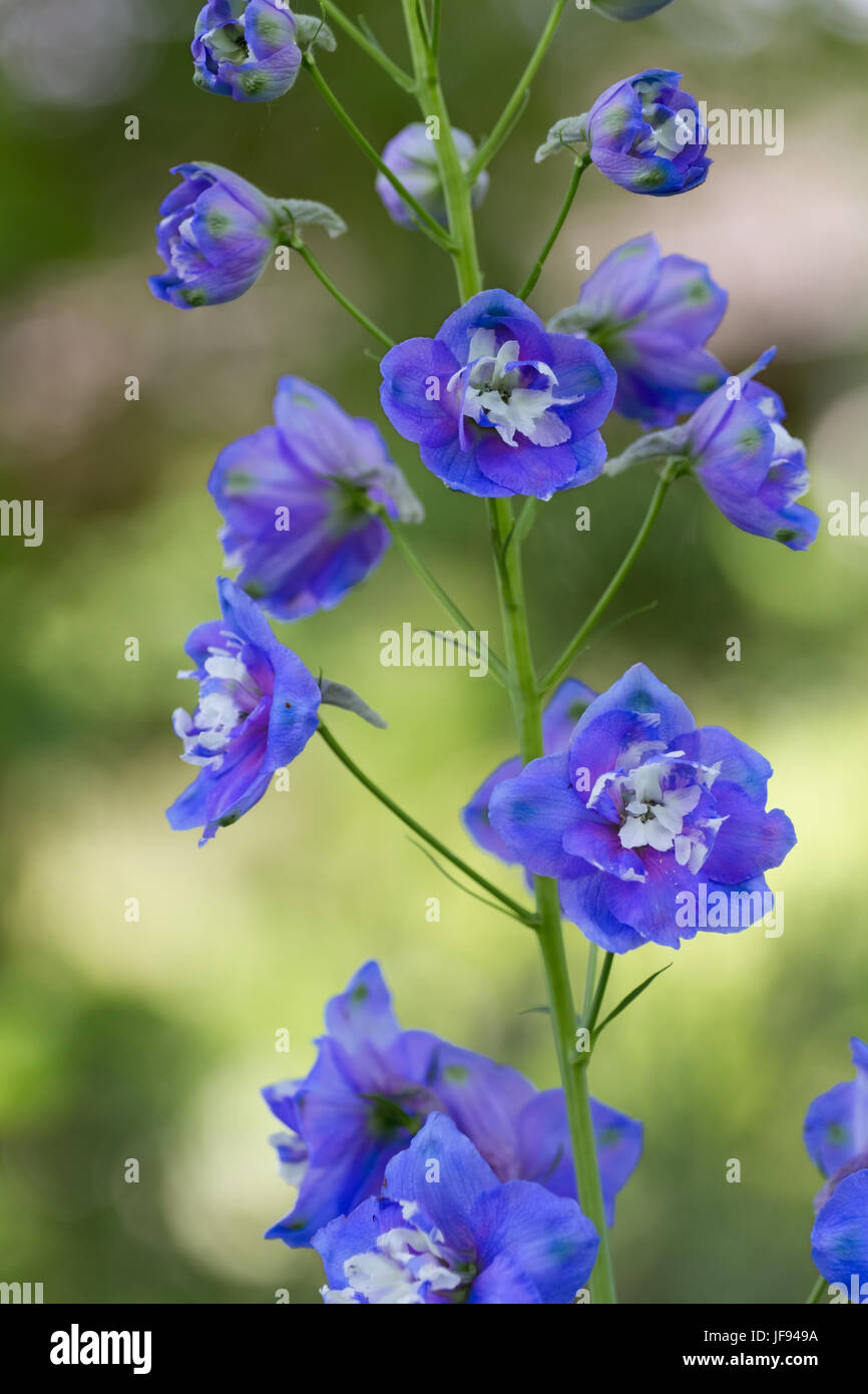 Delphinium cultorum hi-res stock photography and images - Alamy