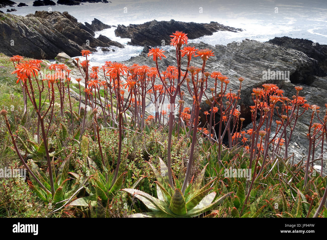 Aloe cactus hi-res stock photography and images - Alamy