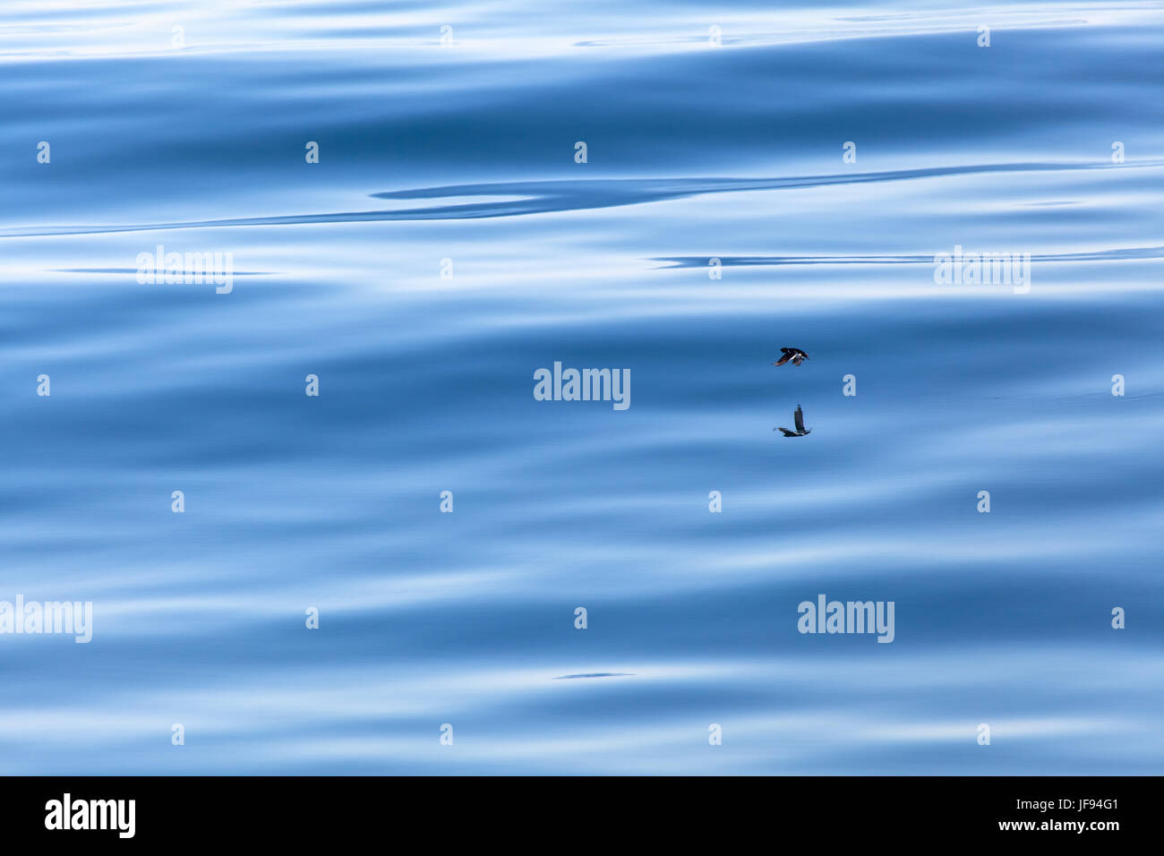 A little auk flying above the waves of the arctic sea Stock Photo - Alamy