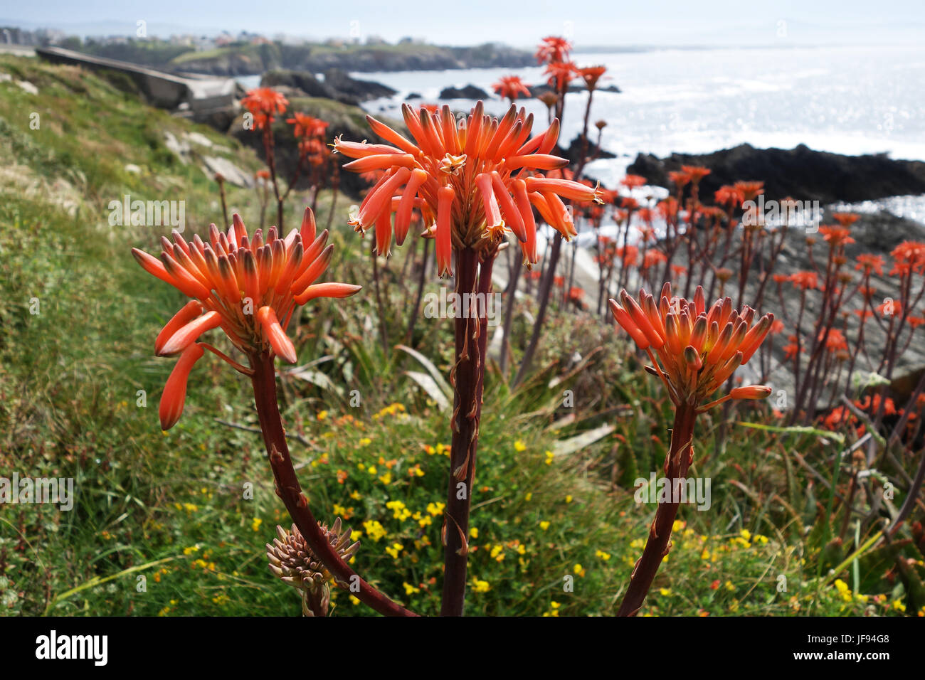 Aloe cactus hi-res stock photography and images - Alamy