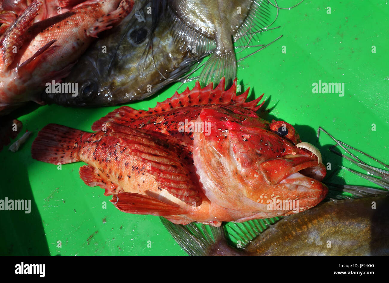 Northern red snapper hi-res stock photography and images - Alamy