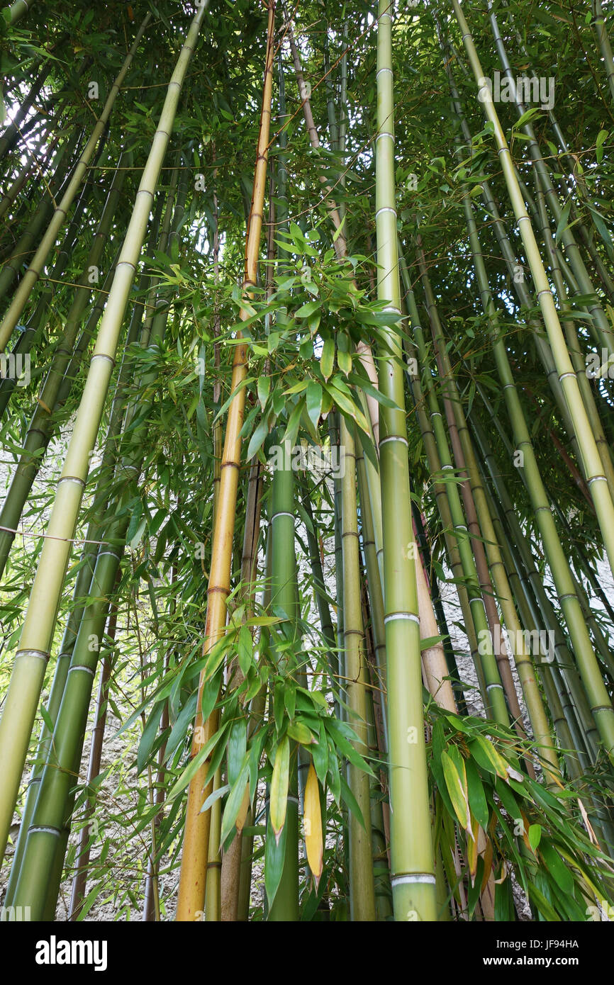 Bamboo cane hi-res stock photography and images - Alamy