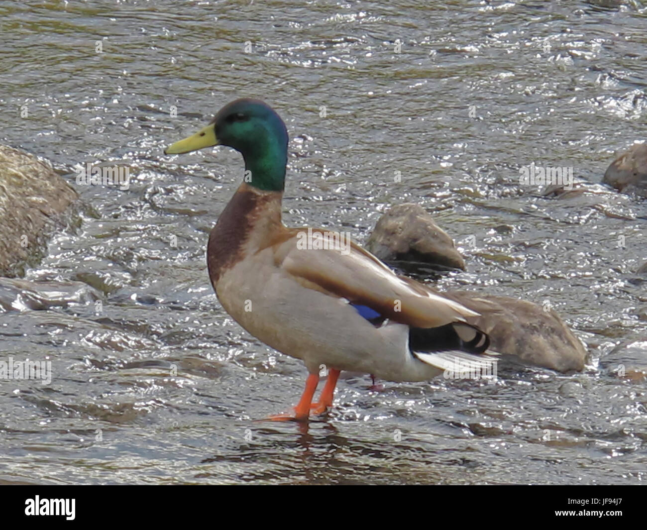 Cathkin Braes Golf Club course lovely portrait of a male mallard duck ...
