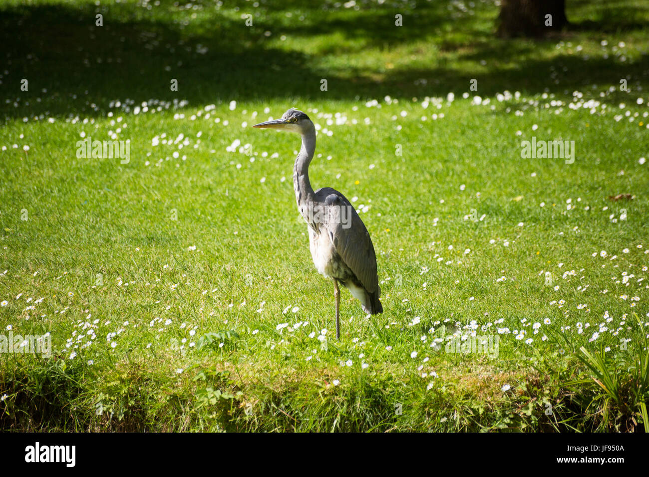 A heron in the Botanic Gardens in Dublin, Ireland Stock Photo - Alamy