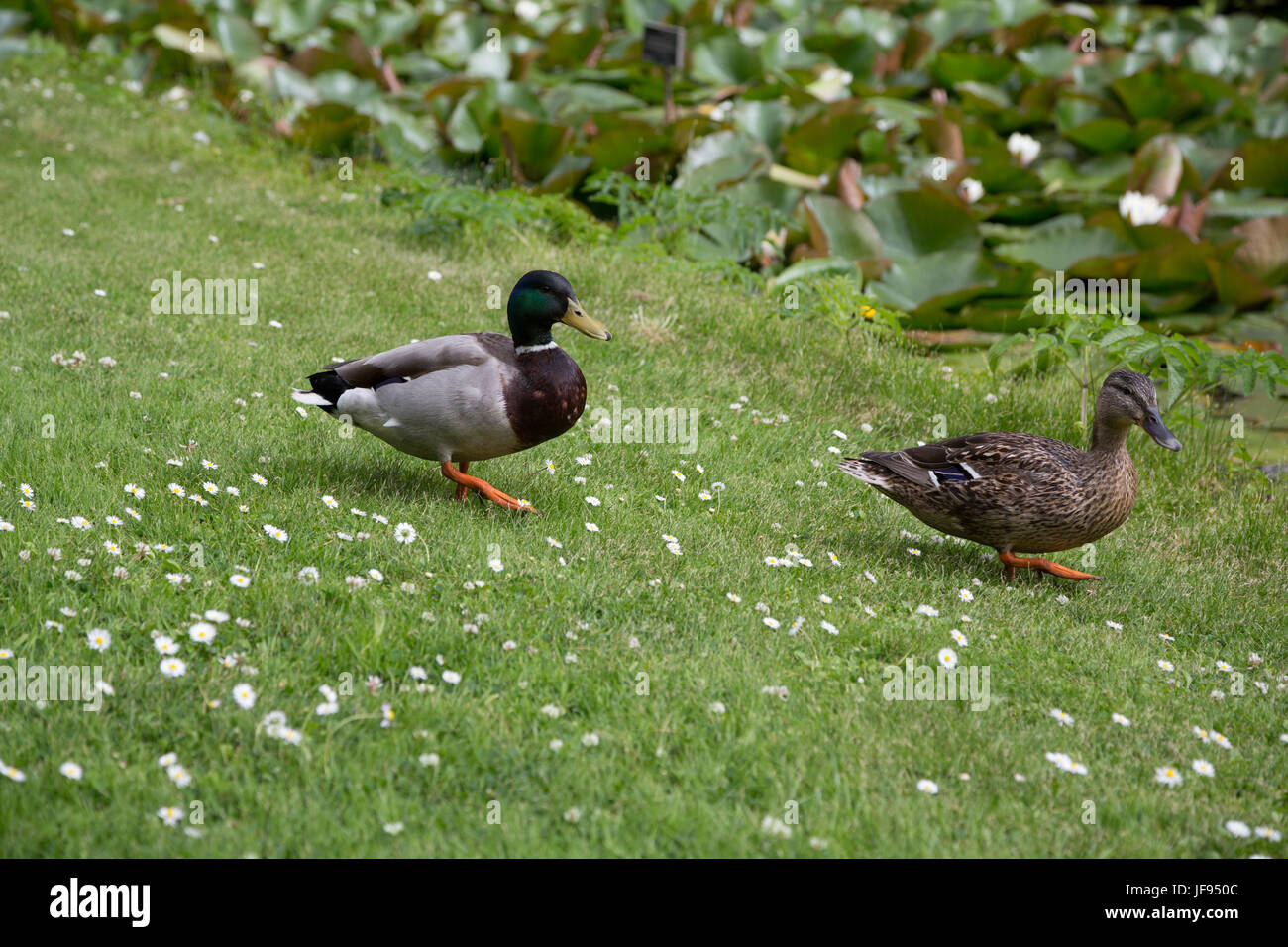 Botanic gardens ducks hi-res stock photography and images - Alamy
