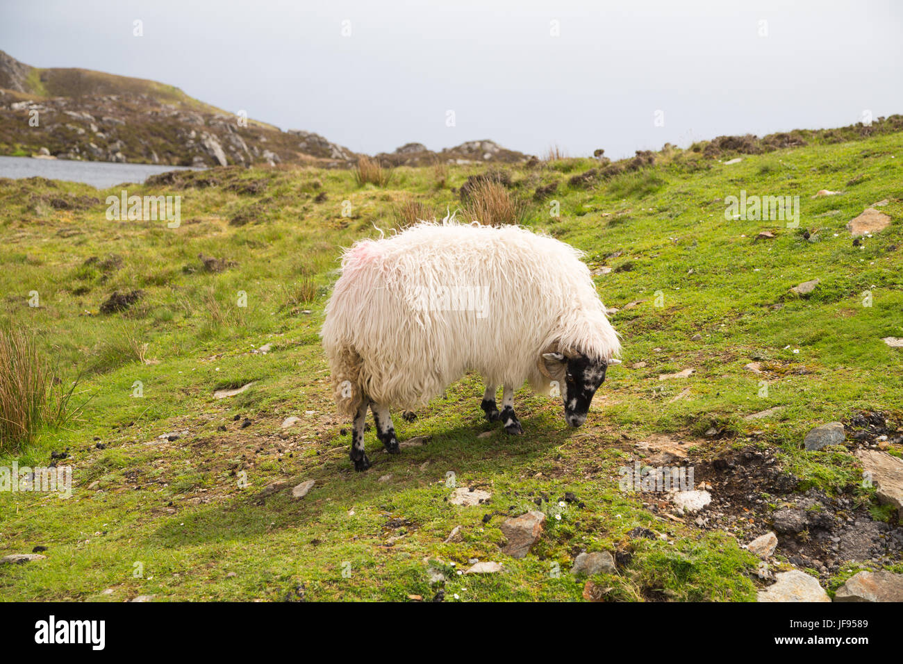Sheep along the famous Sliabh Liag Cliffs in Donegal, Ireland Stock ...