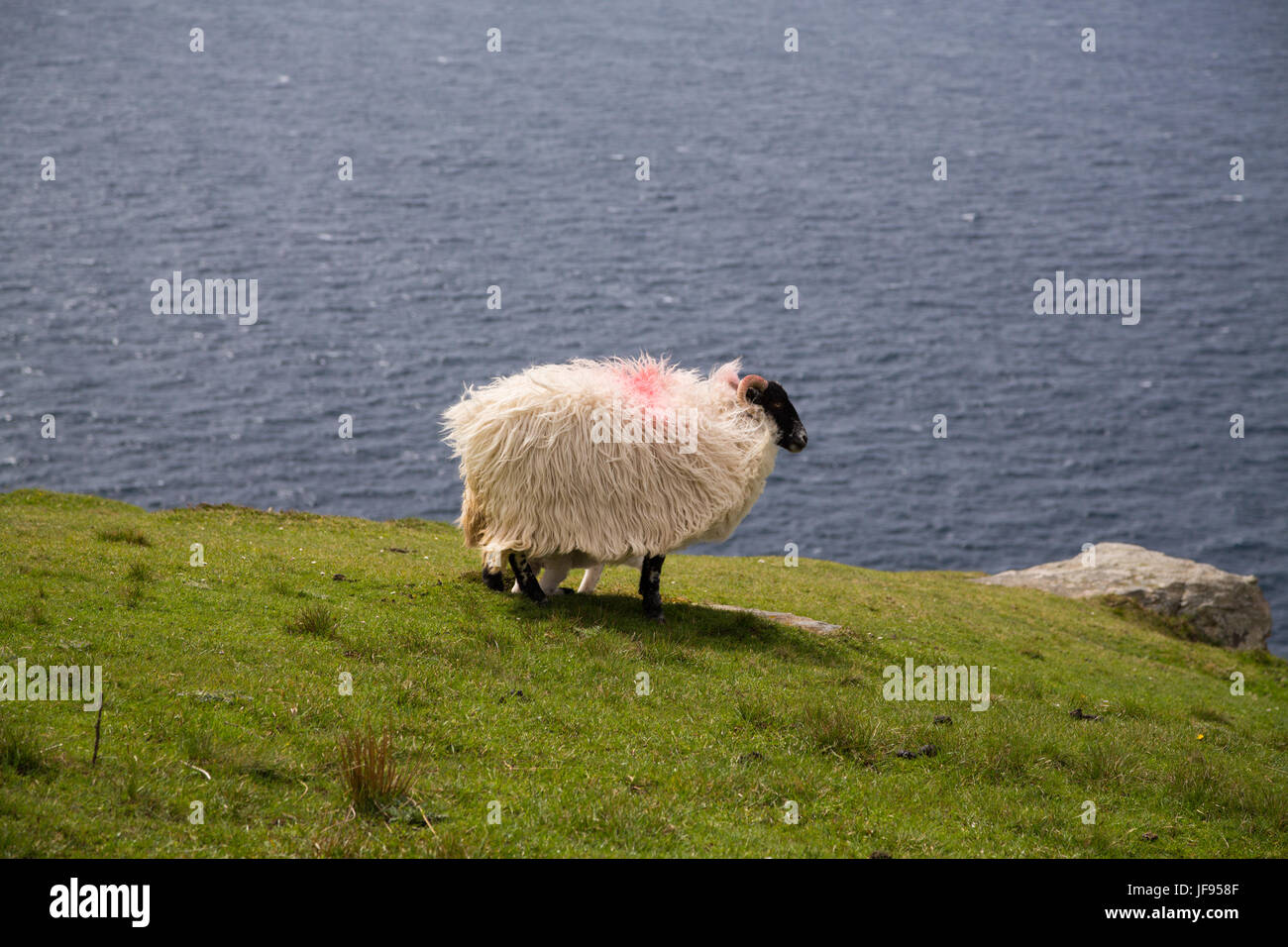 Sheep along the famous Sliabh Liag Cliffs in Donegal, Ireland Stock ...
