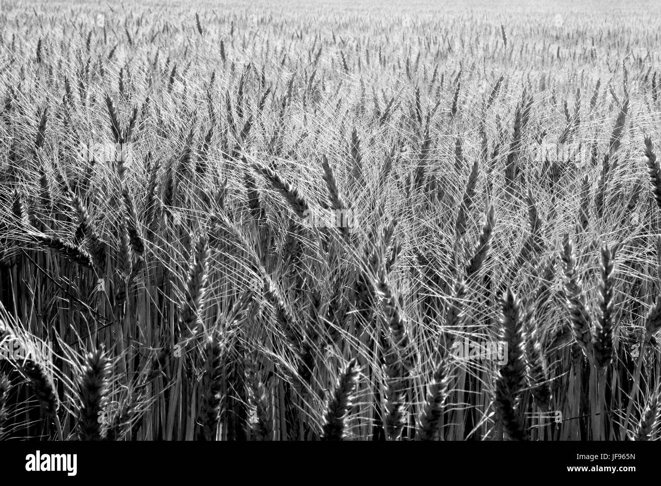 wheat field , black and white Stock Photo - Alamy