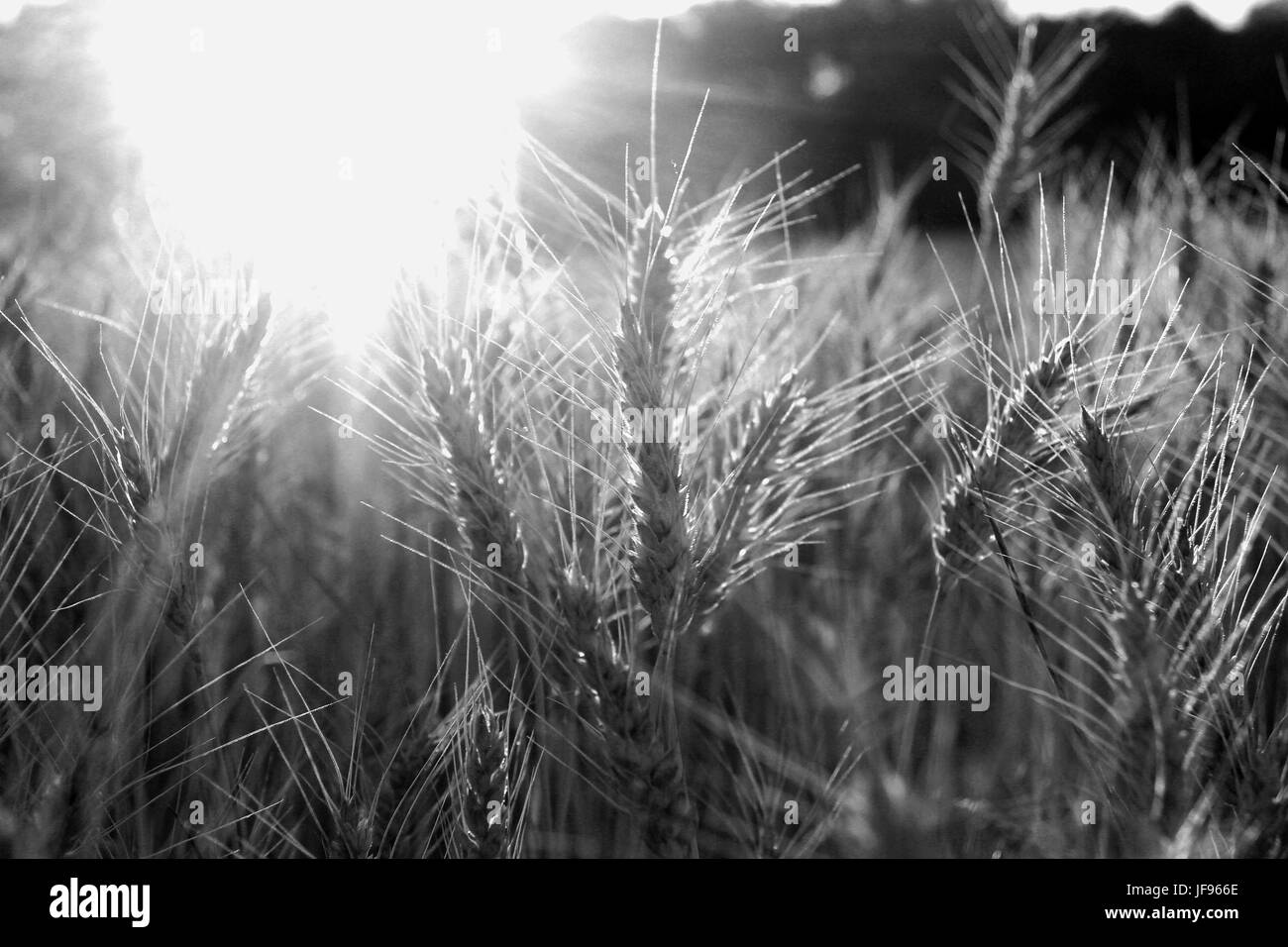 The colored field Black and White Stock Photos & Images - Alamy