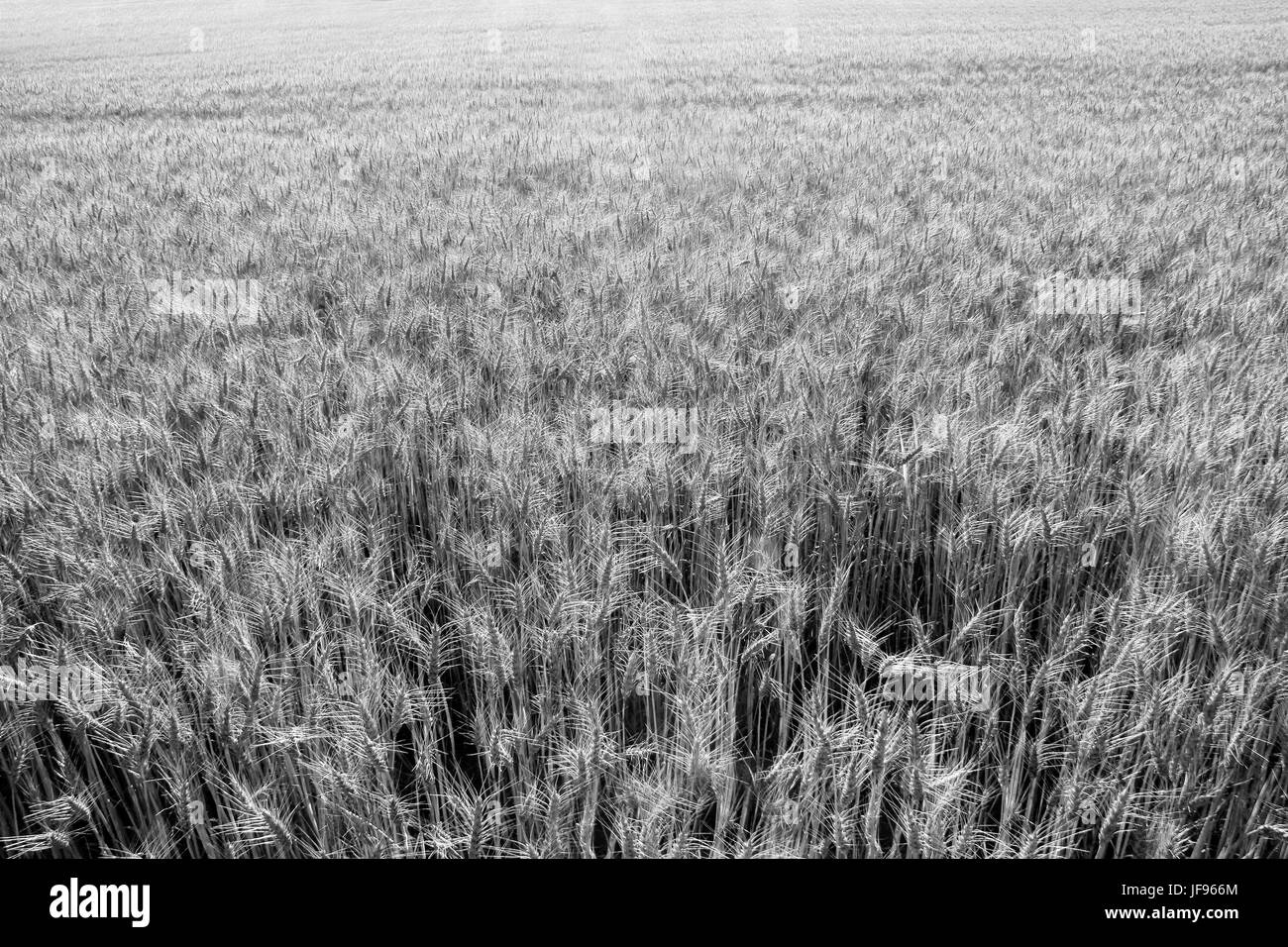 Outdoors wheat field summer season plant Black and White Stock Photos ...