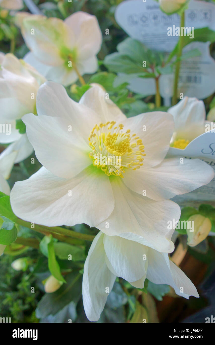 Helleborus nigra hi-res stock photography and images - Alamy