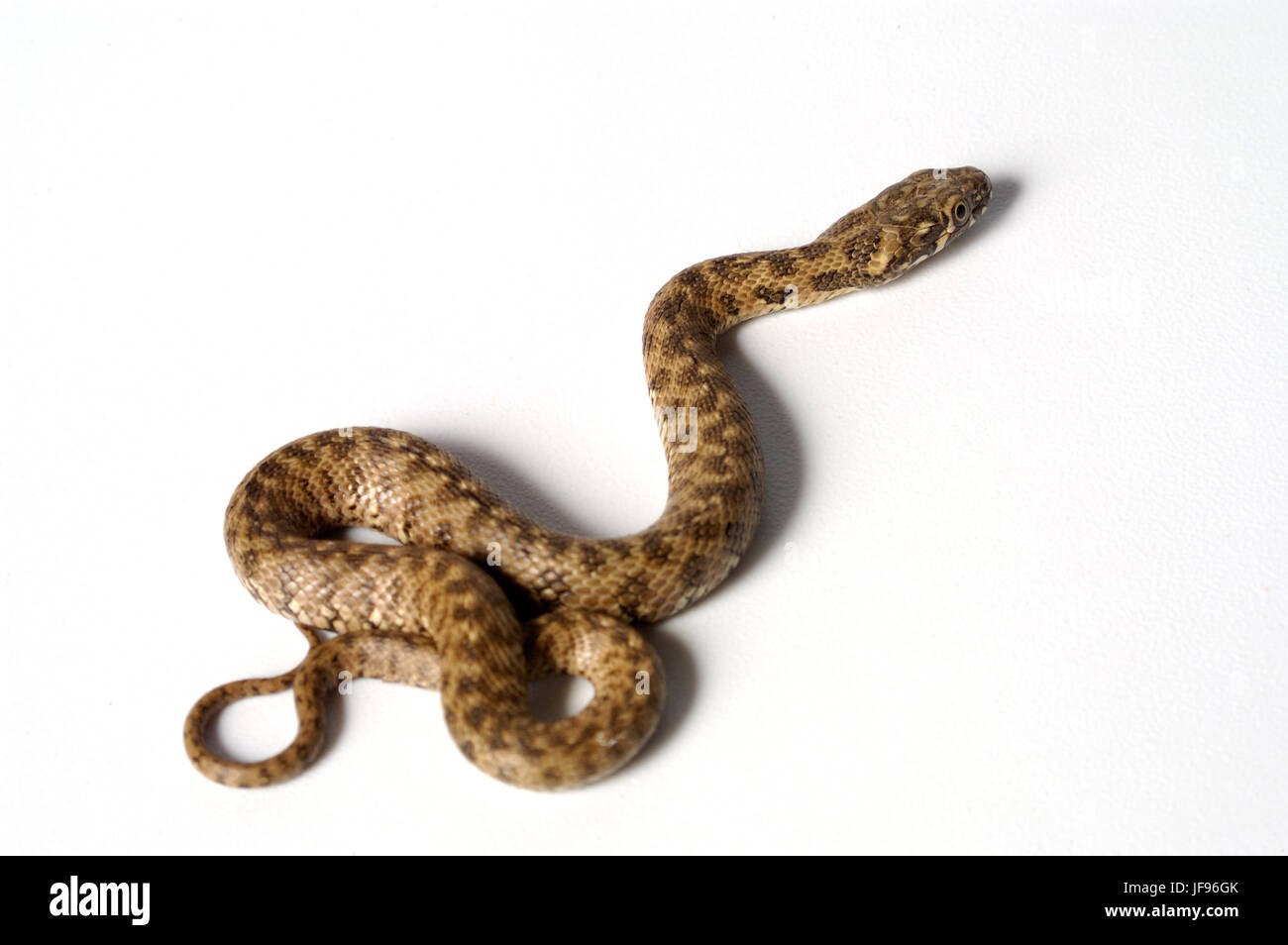 Rattlesnake key hi-res stock photography and images - Alamy