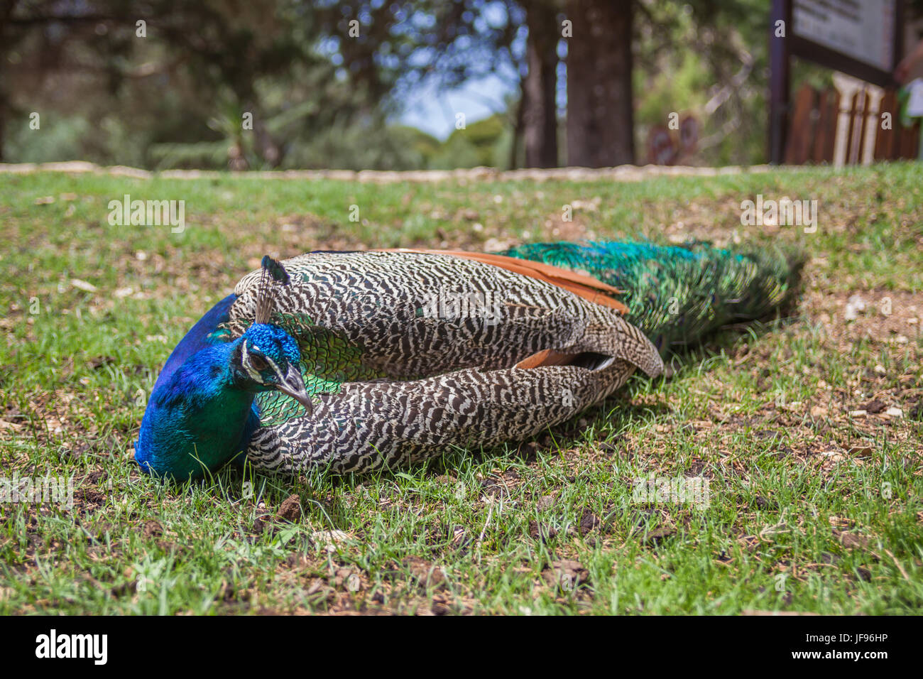 Laying peacock hi-res stock photography and images - Alamy