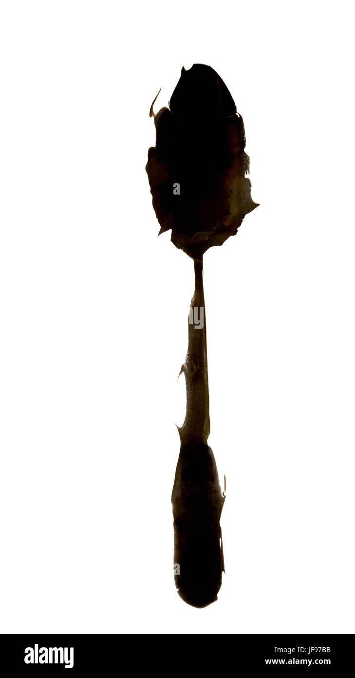 Programs based Cut Out Stock Images & Pictures - Alamy