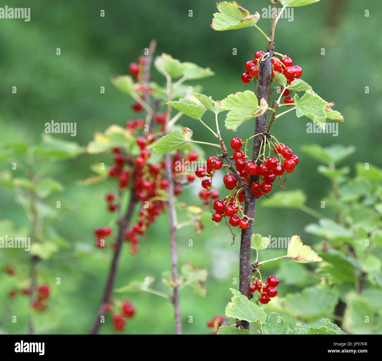 Ripe fruits of red ribes in green plant Stock Photo - Alamy