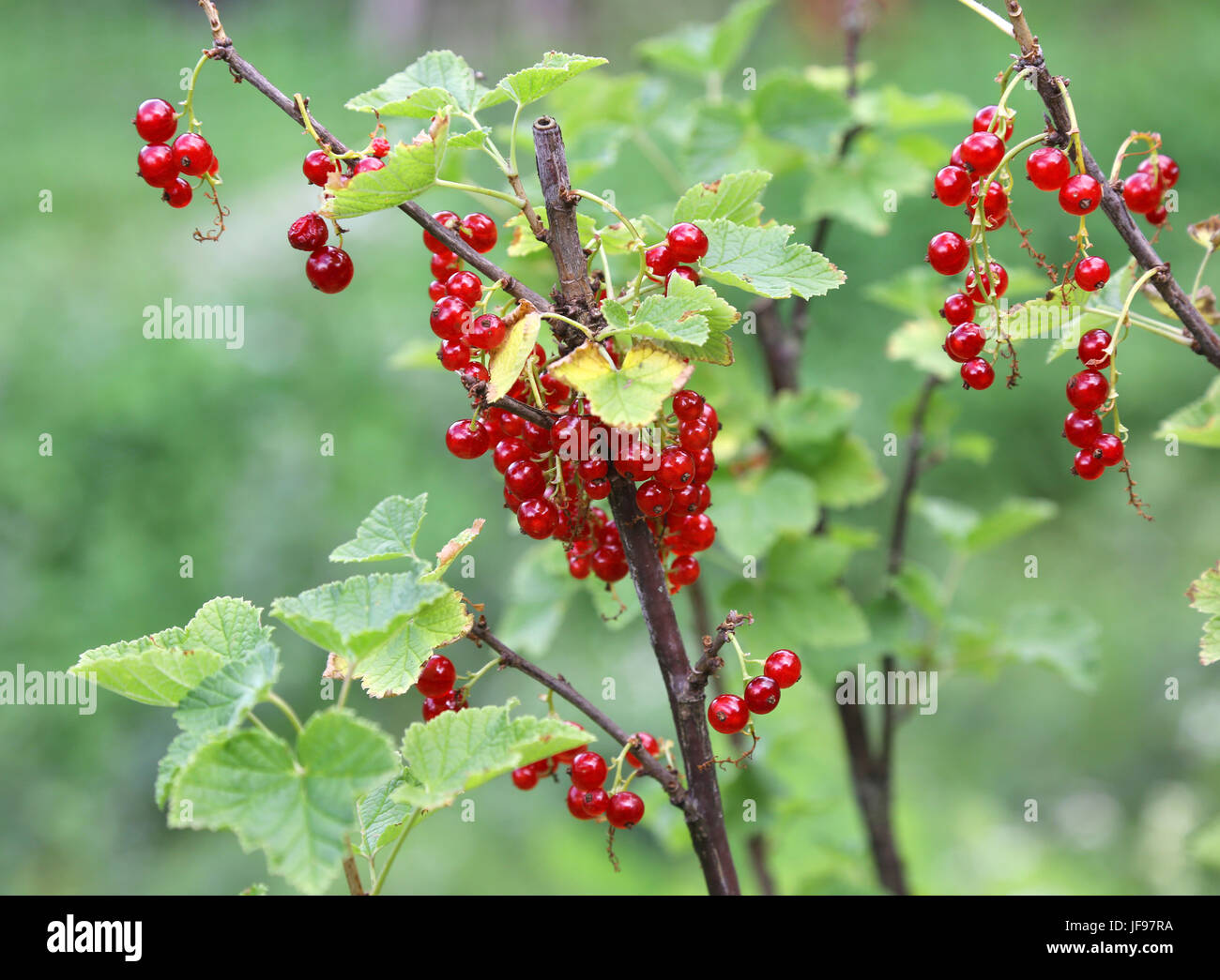 Ribes zante hi-res stock photography and images - Alamy