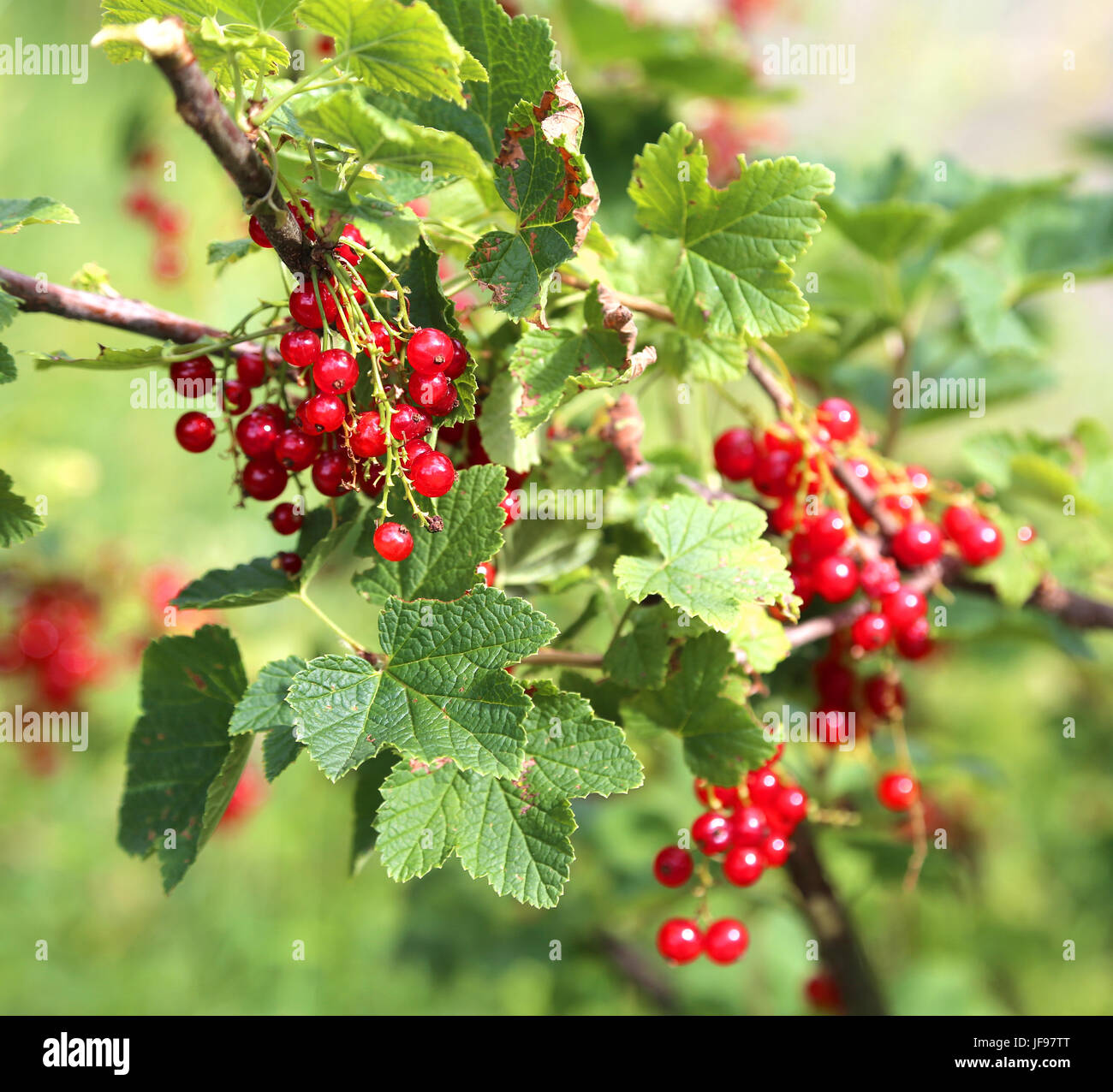 Ribes zante hi-res stock photography and images - Alamy