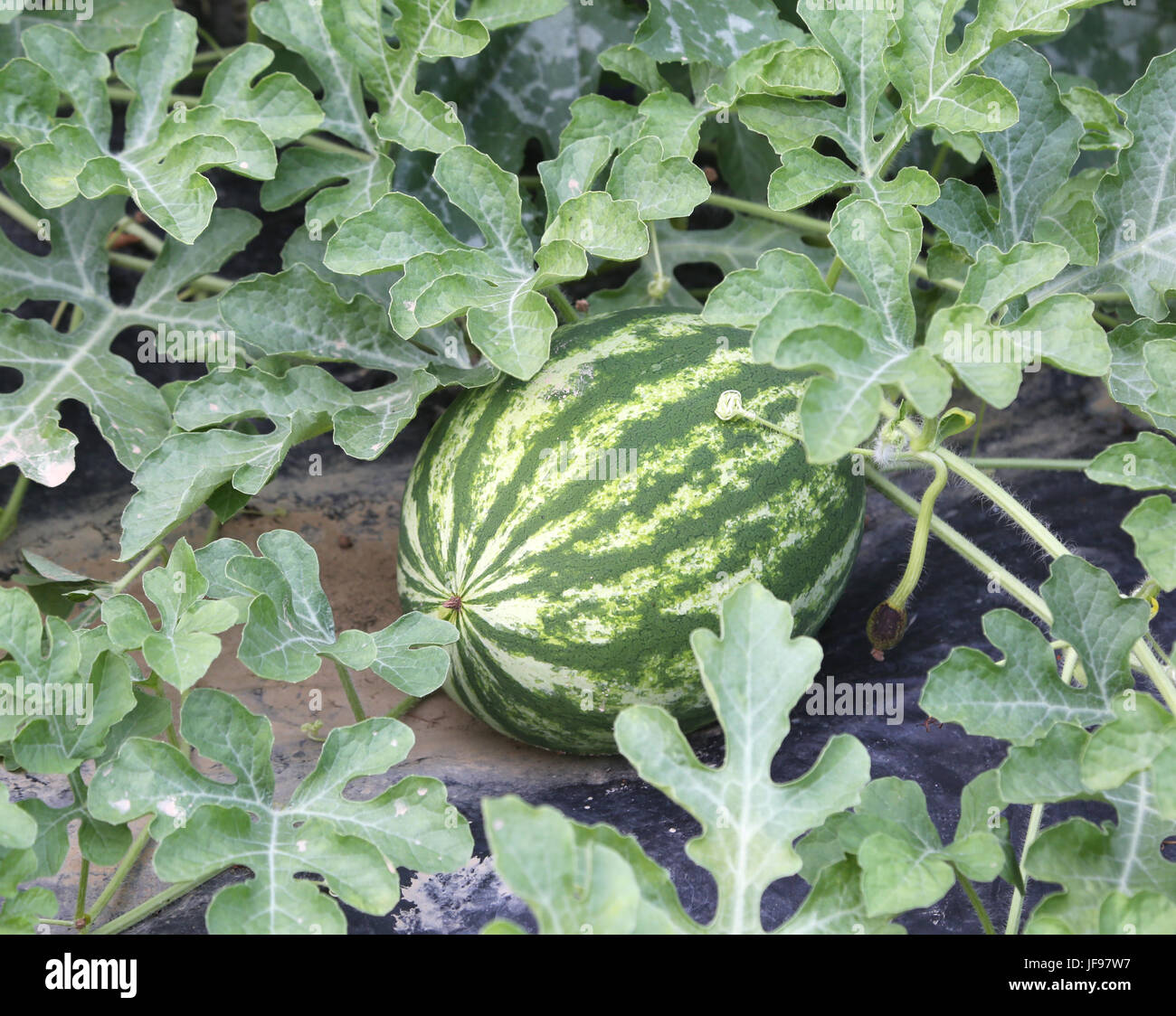 Watermelon in the vegetable garden of a farmer Stock Photo - Alamy