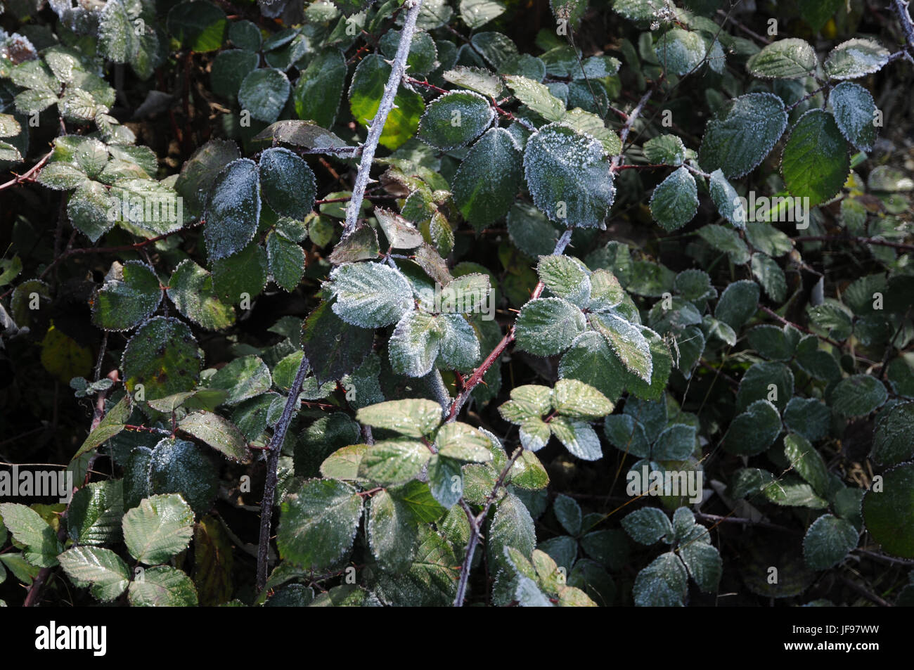 White blackberry fruits hi-res stock photography and images - Alamy