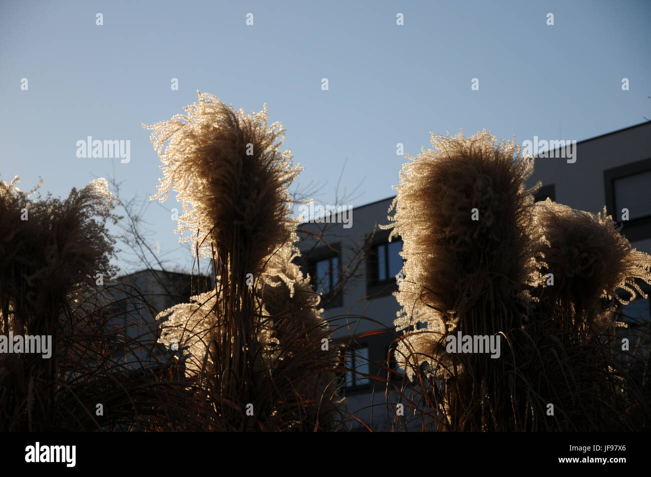 Miscanthus sinensis, Chinese silver grass Stock Photo - Alamy