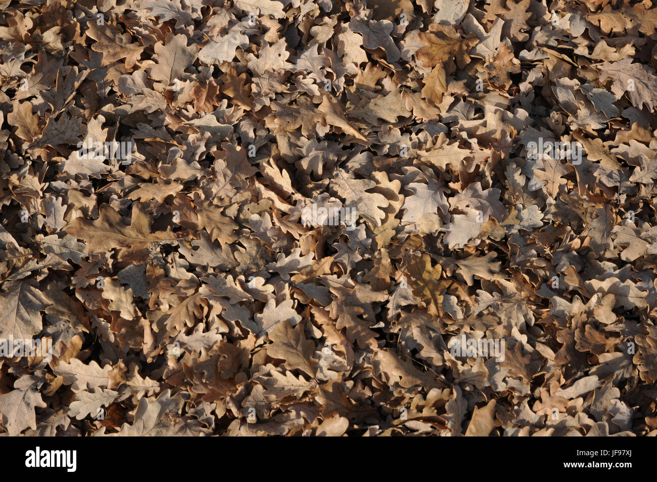 Quercus robur, German oak, autumn leaves Stock Photo - Alamy