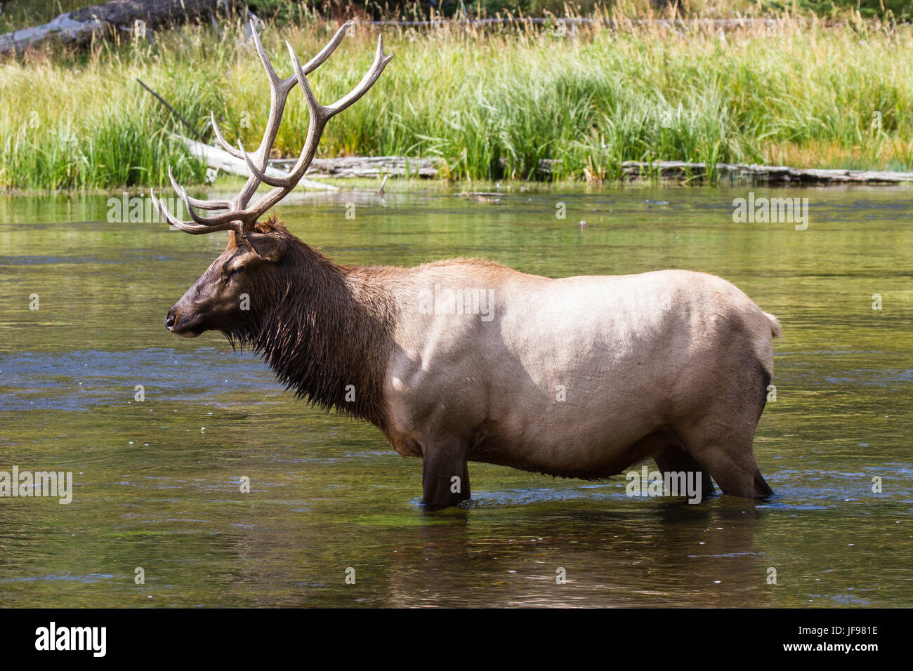Elk bull 45 Stock Photo - Alamy