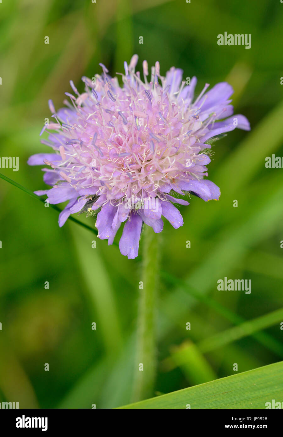 Field Scabious - Knautia arvensis Grassland Wild Flower Stock Photo - Alamy