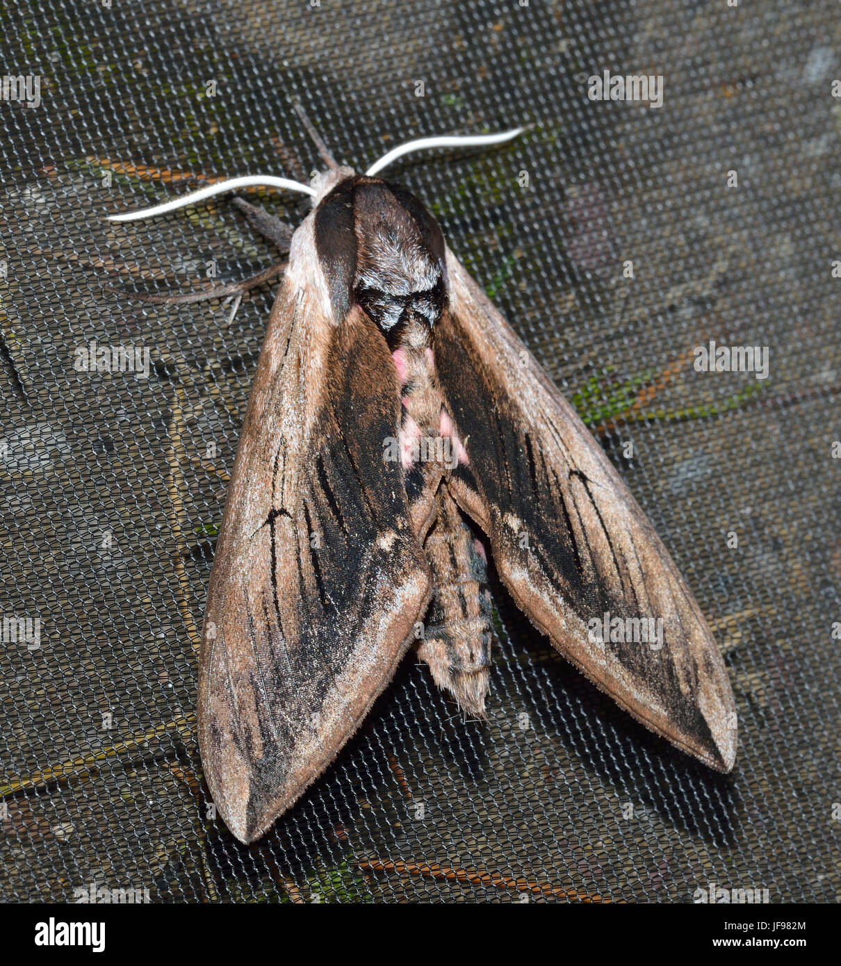 Privet Hawkmoth - Sphinx ligustri One of Britains Largest Moths Stock ...