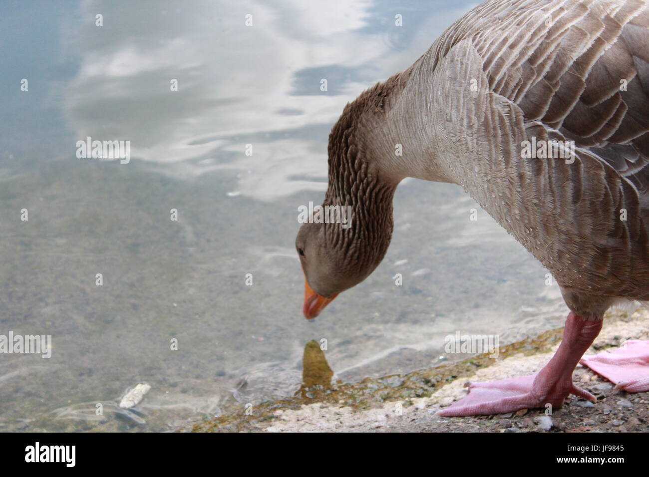 Goose feet hi-res stock photography and images - Alamy