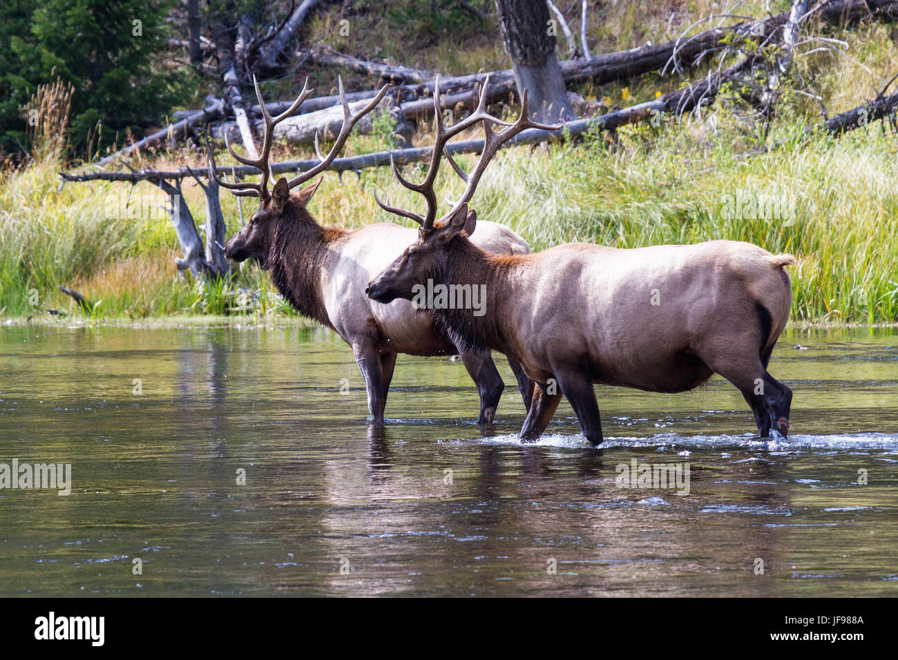 Elk bull 30 Stock Photo - Alamy