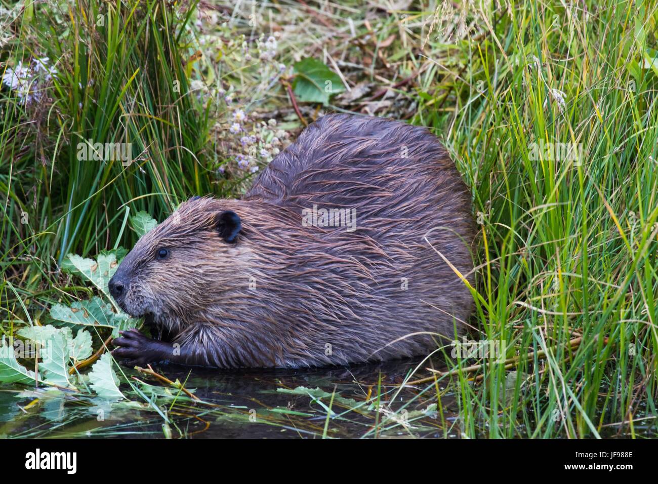 Canadian Beaver 17 Stock Photo - Alamy