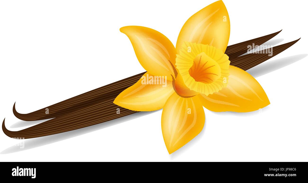 vanilla pods with vanilla flower with white background vector Stock ...