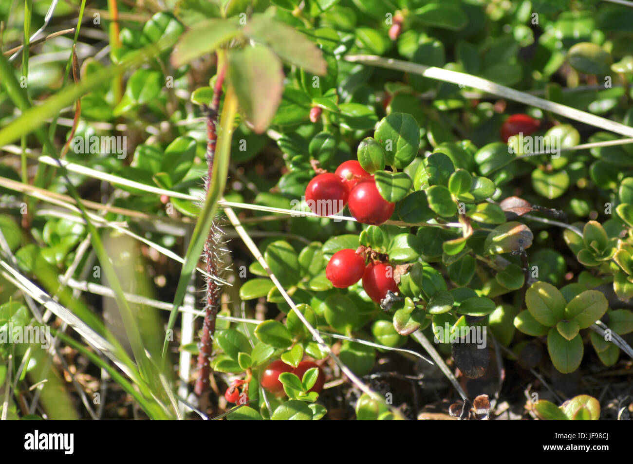 Russia, Yakutia. Red berries of cranberries amid the green of the ...
