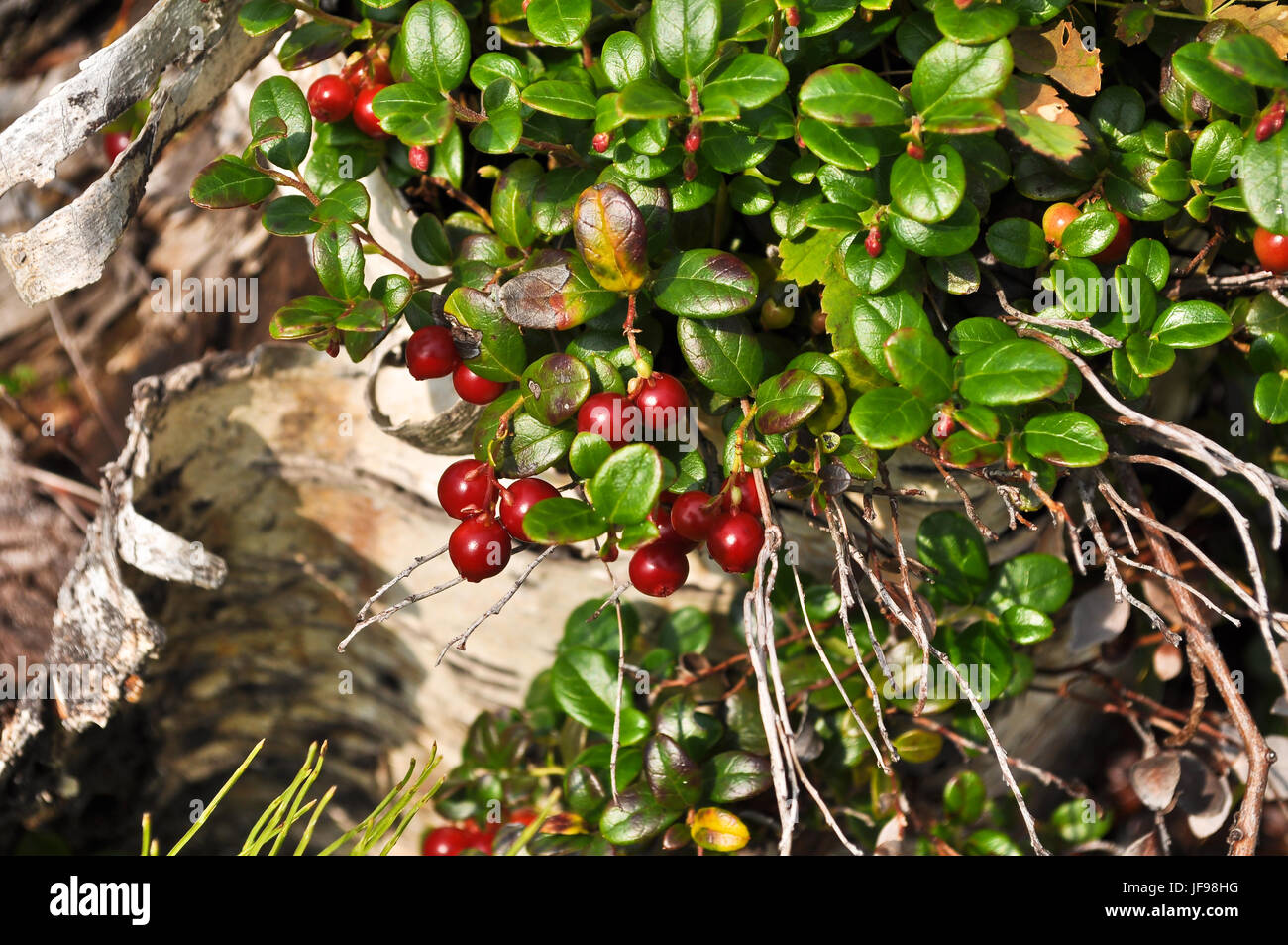 Ripe cowberry. Plants with red berries on the Taimyr Peninsula Stock ...