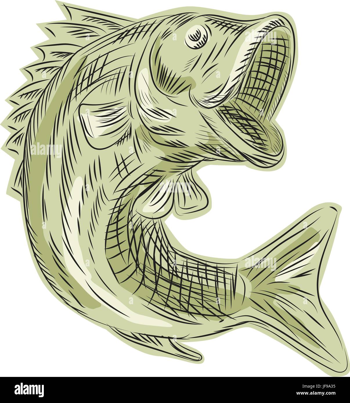 Largemouth Bass Fish Etching Stock Vector Image & Art - Alamy
