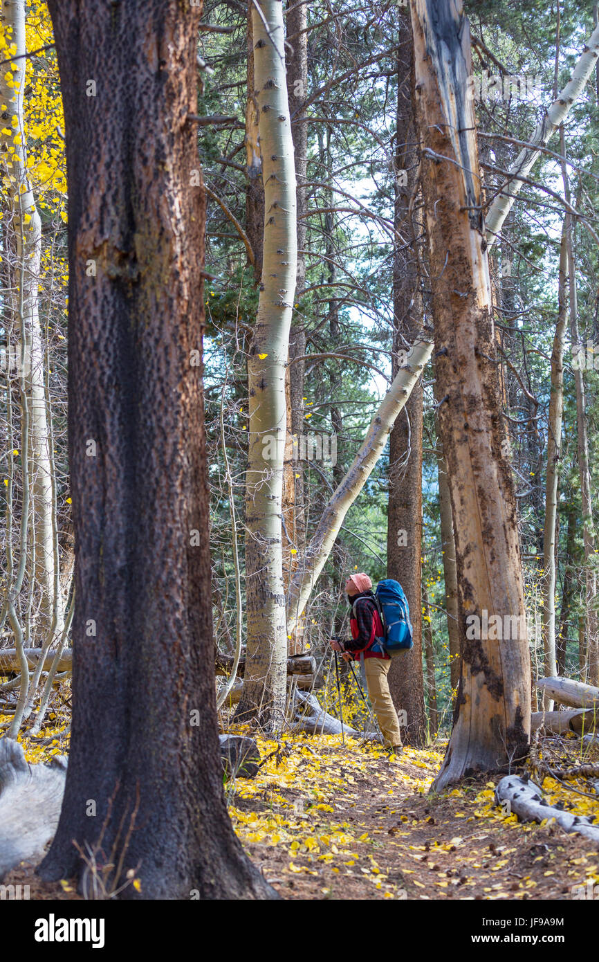 Hike in the forest Stock Photo - Alamy
