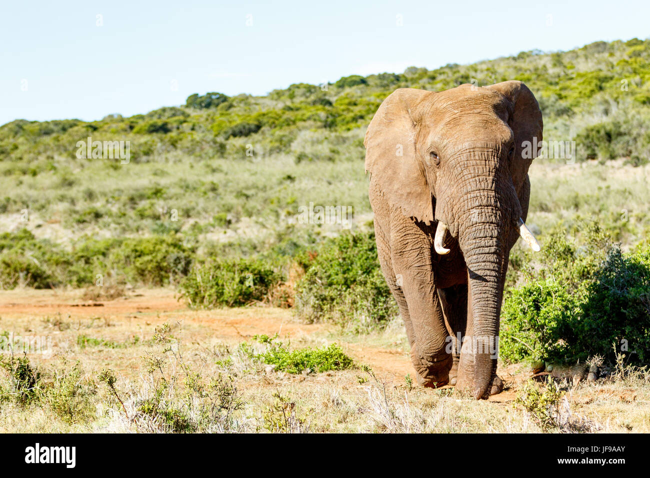African Bush Elephant walking Stock Photo - Alamy