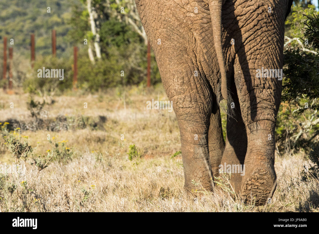 Elephants backside hi-res stock photography and images - Alamy