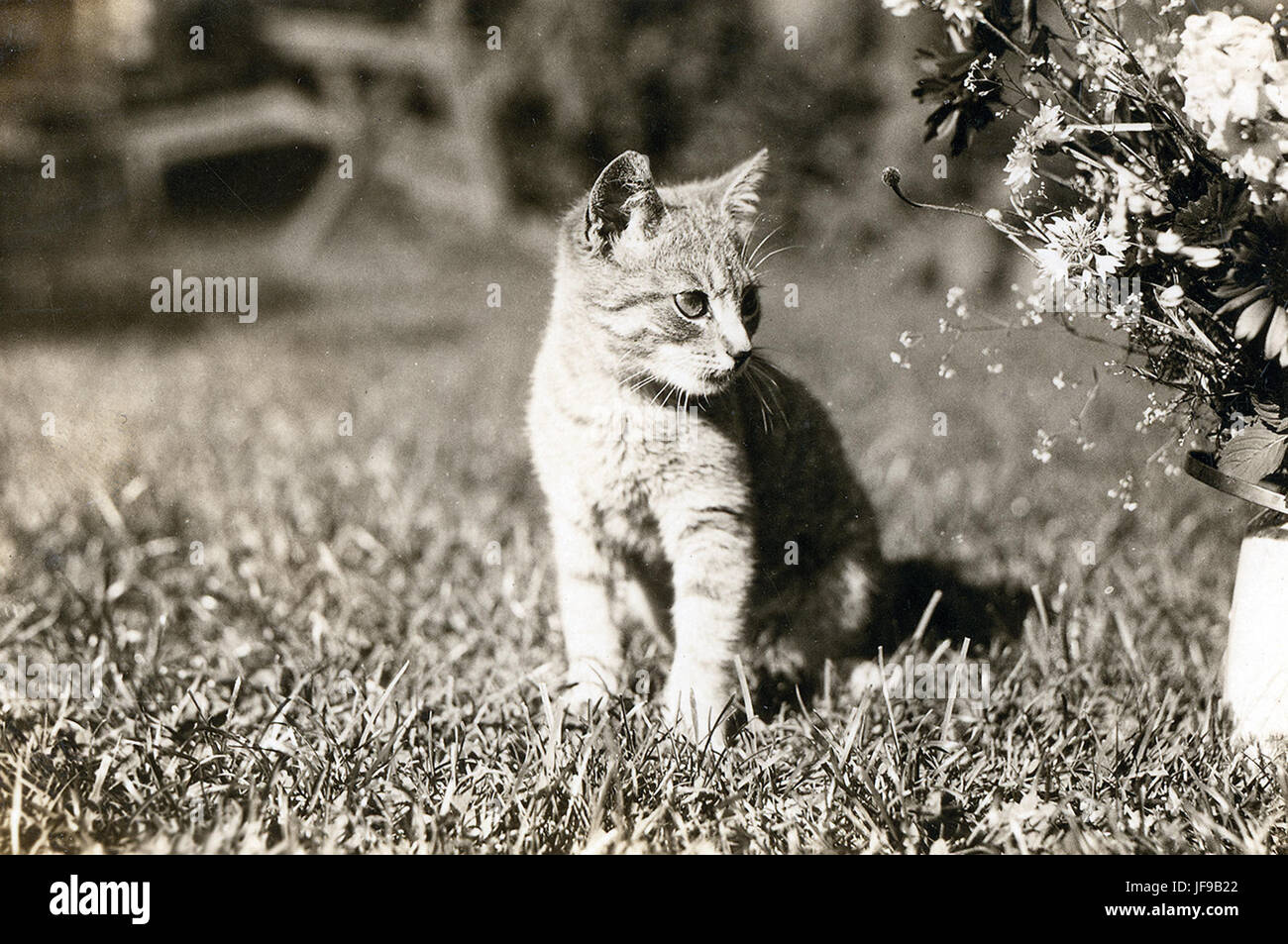A playful kitten captured in its innocent charm, showcasing the ...