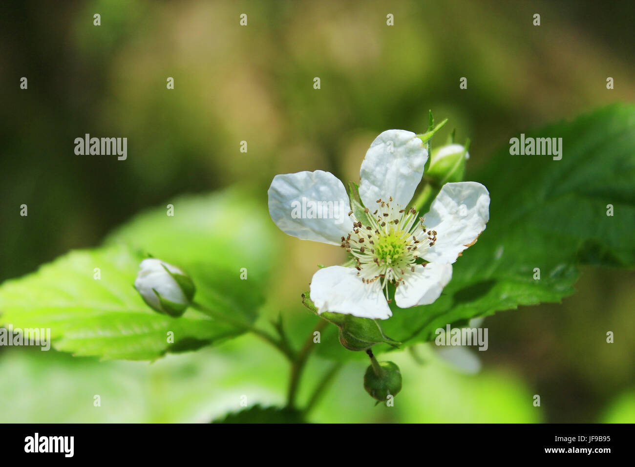 wild raspberry flower in the forest Stock Photo - Alamy