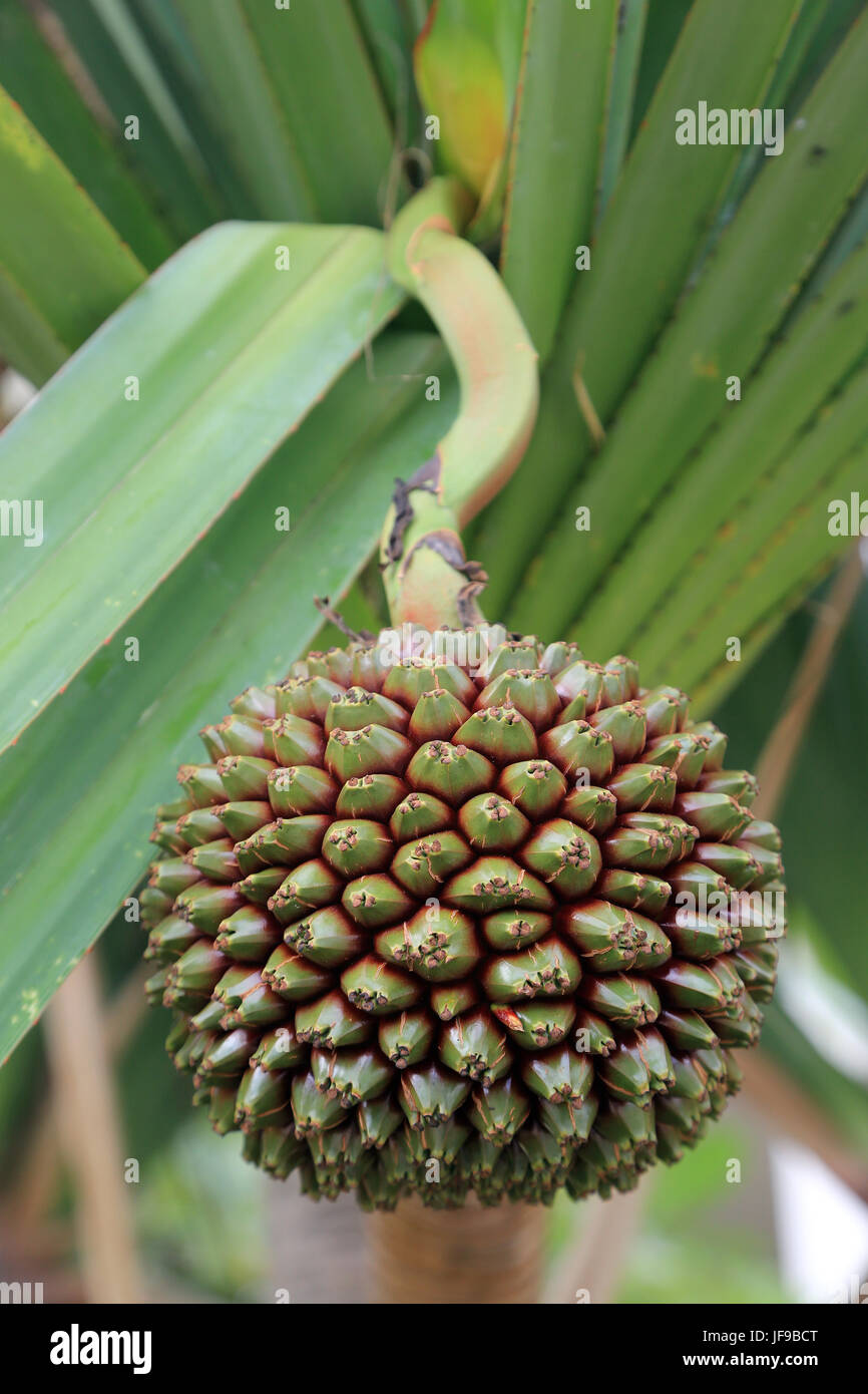 Fruit of a Screwpine, Pandanus utilis Stock Photo - Alamy