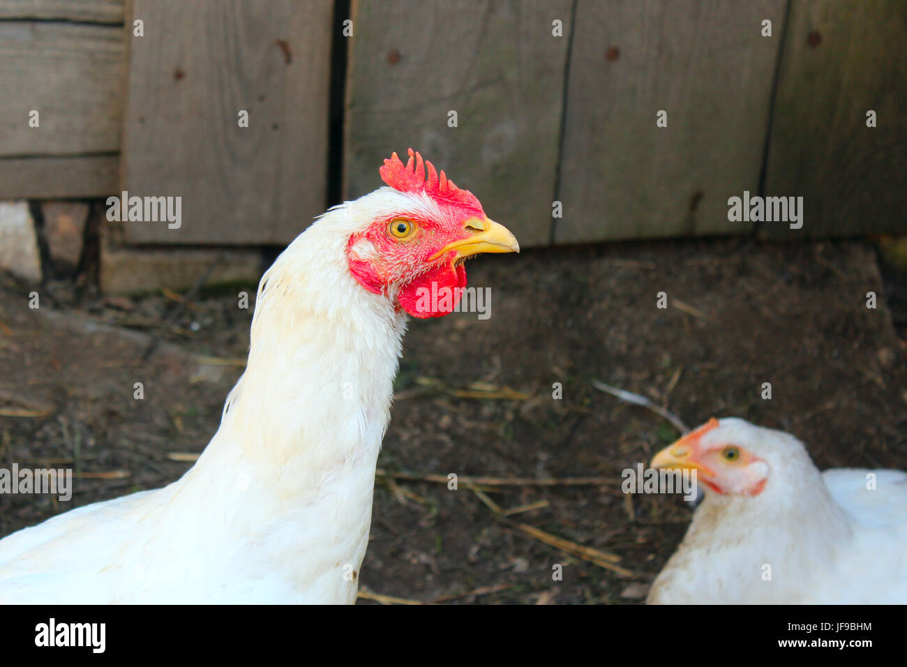 Hens in poultry farm hi-res stock photography and images - Alamy