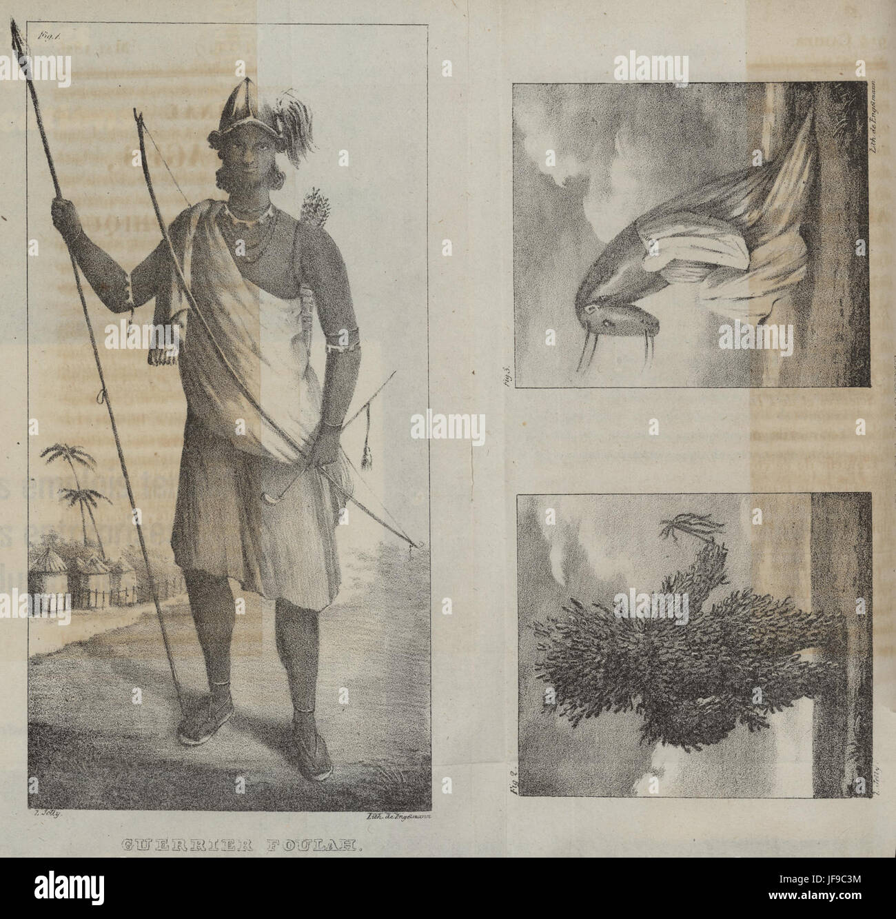 A depiction of a Foulah warrior, part of the ethnic group in West ...