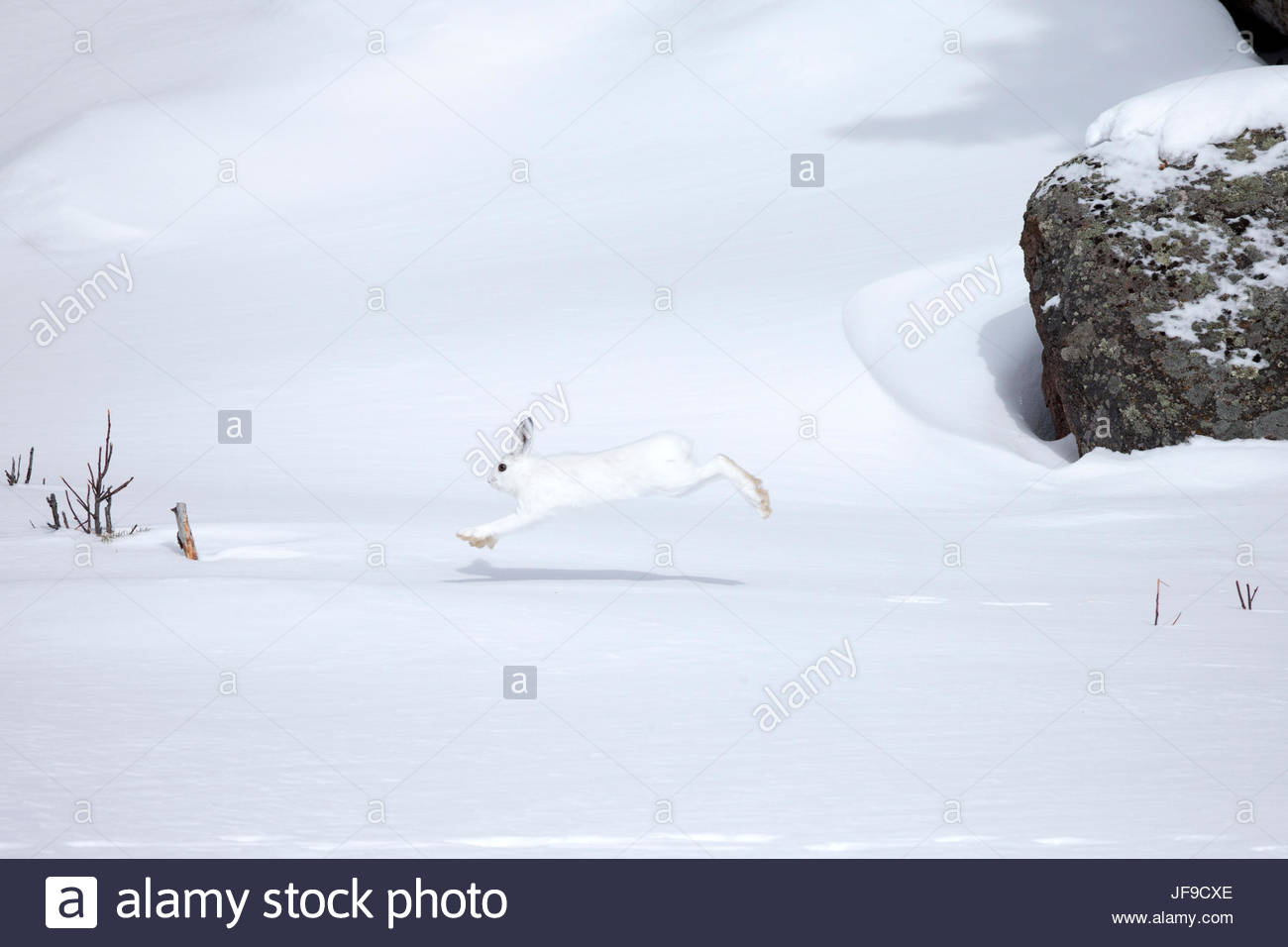 Leaping Hare Stock Photos & Leaping Hare Stock Images - Alamy