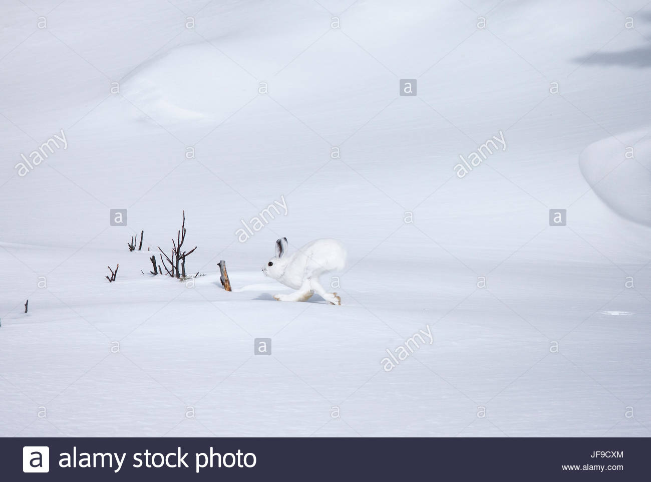 Leaping Hare Stock Photos & Leaping Hare Stock Images - Alamy