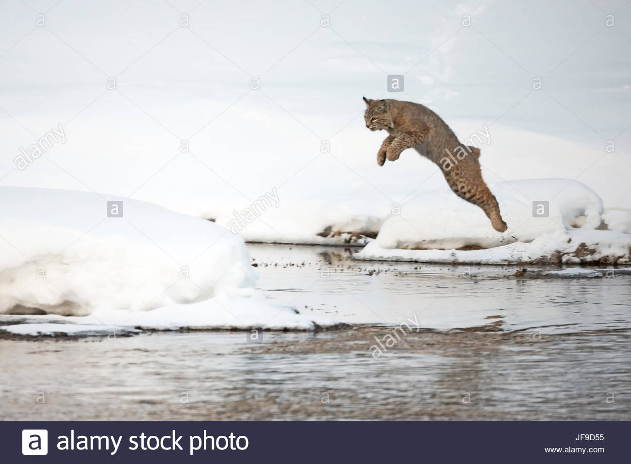 Bobcat Jumping High Resolution Stock Photography and Images - Alamy