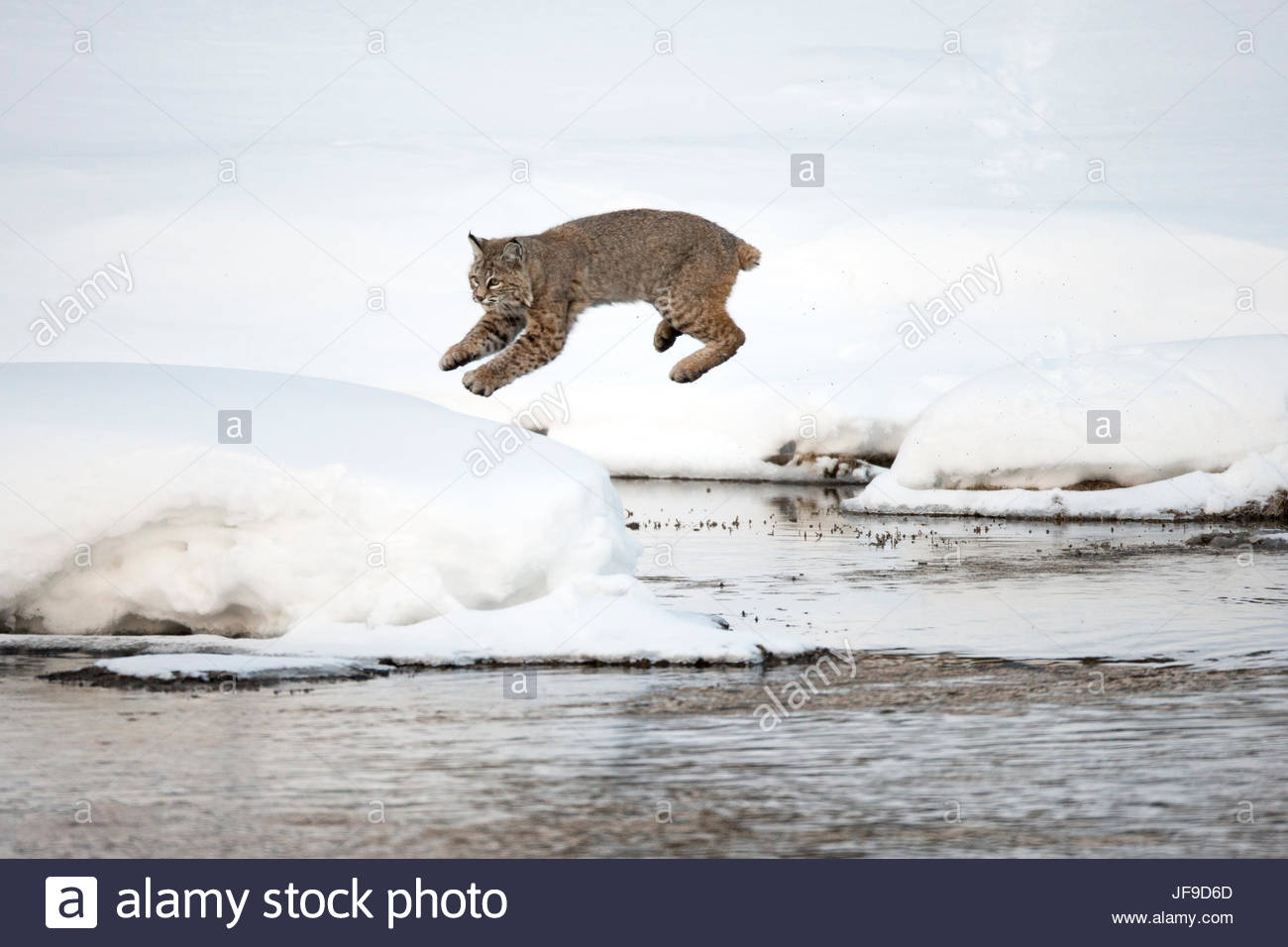 Bobcat Jumping High Resolution Stock Photography and Images - Alamy