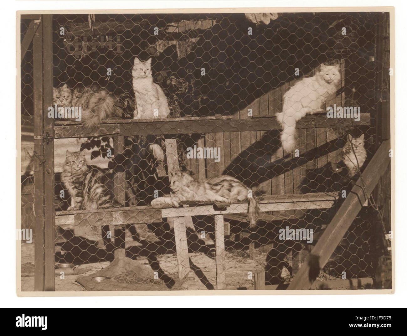 An image from the Sam Hood collection showing a cattery circa 1925-1945 ...